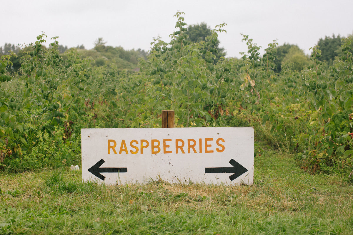 Raspberry & Hibiscus Flower Jam - JANE